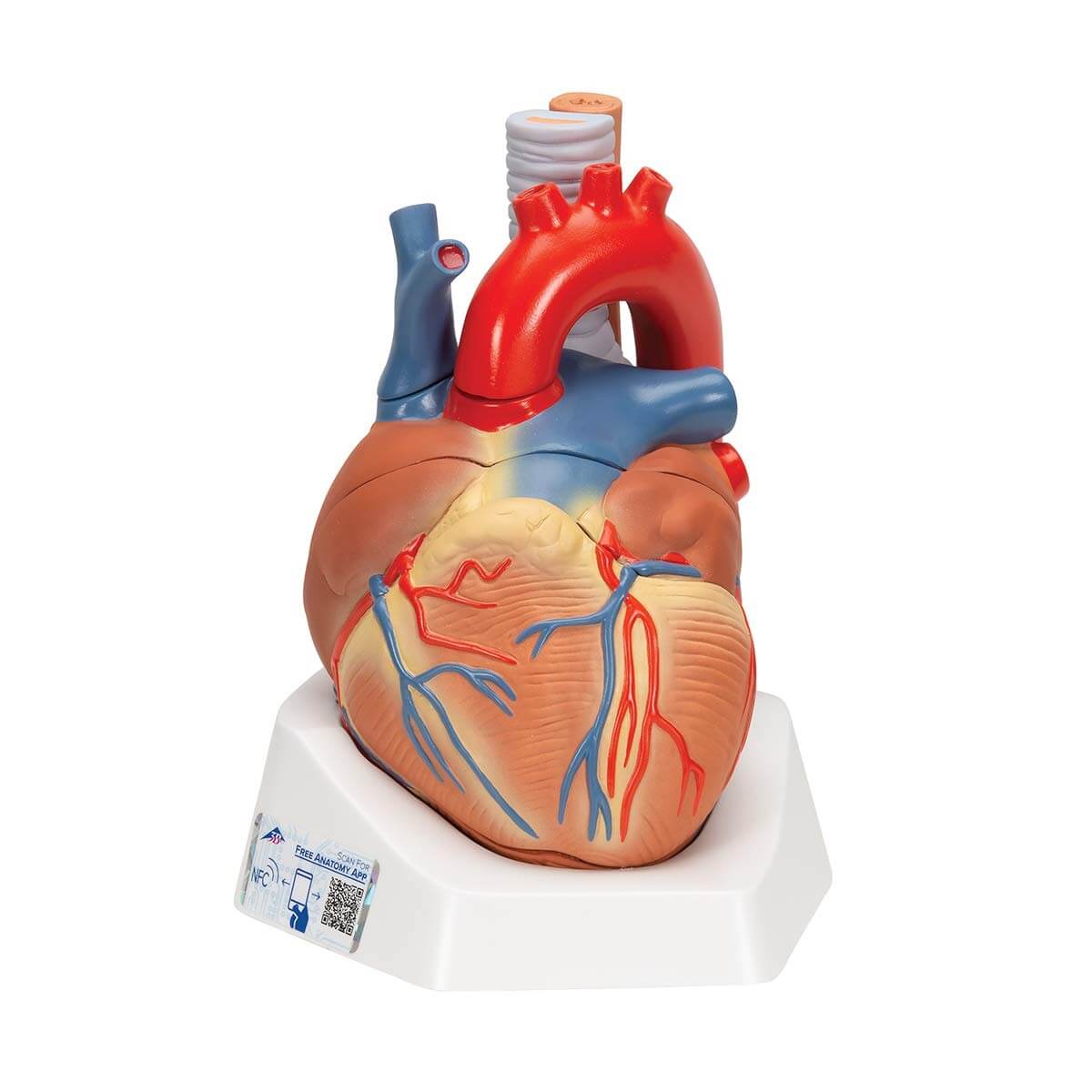 Modelo anatómico del corazón de 7 piezas, marca 3b Scientific, 3BS-VD253