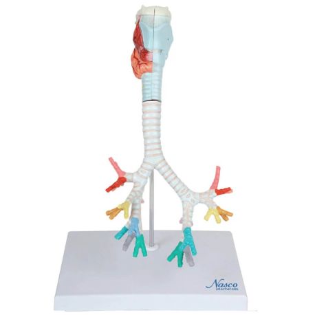 Modelo de traqueo y bronquios 3 piezas, marca Nasco, NAS-MG20231